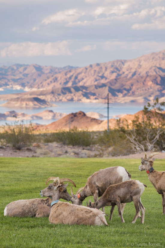 Vegas Detour: Up Close with Wild Bighorn Sheep | Try Something Fun